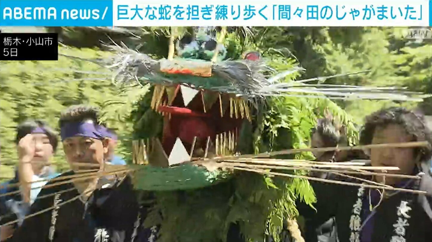 巨大な蛇を担いで五穀豊穣など願う祭り間々田のじゃがまいた開催 栃木小山市 国内 ABEMA TIMES アベマタイムズ