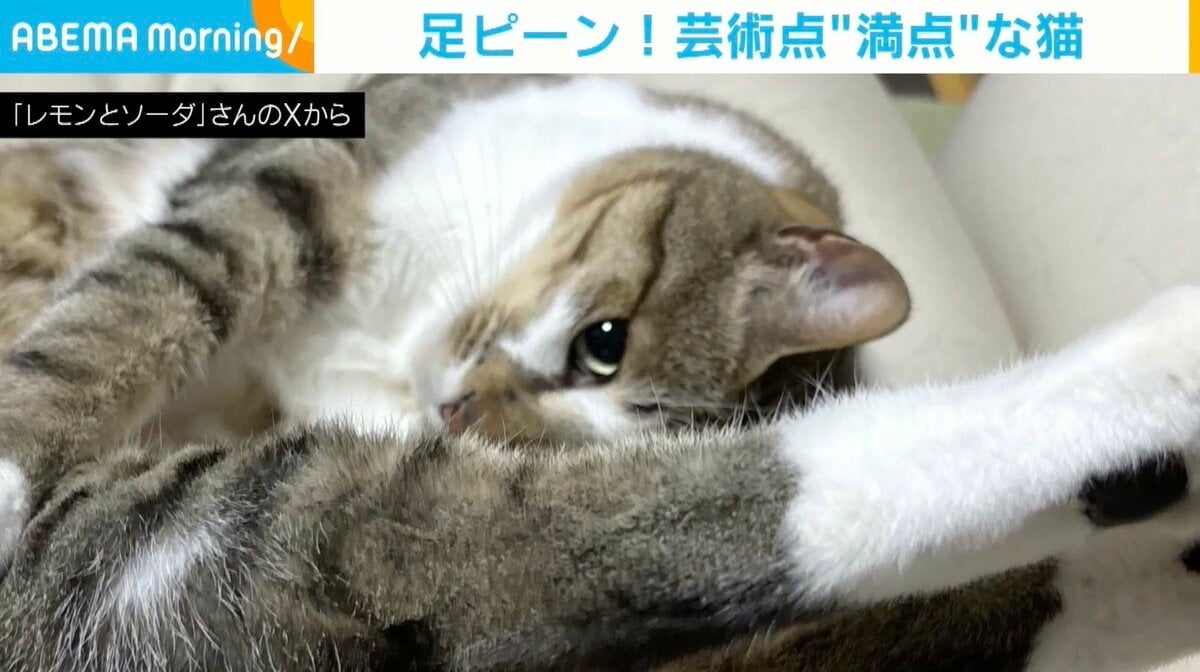 足ピーン！猫の“独特な伸び”に「飛び込み選手のやつ」「体操選手？ニャン馬」と反響続々 | 話題 | ABEMA TIMES | アベマタイムズ