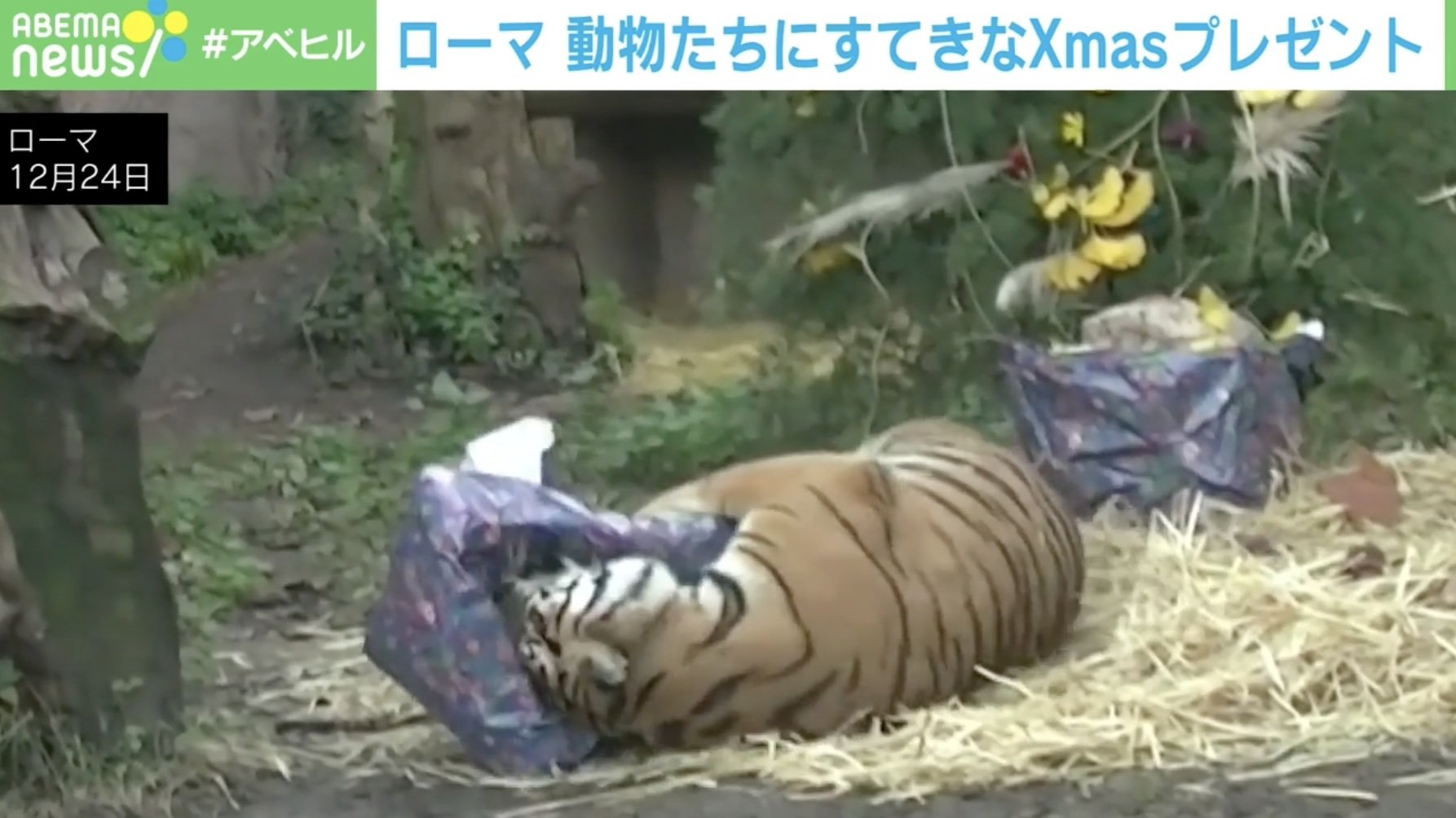 ああ、プレゼントが！ トラがじゃれて“台無し”に…動物たちに素敵なクリスマスプレゼント ローマ | 国際 | ABEMA TIMES | アベマタイムズ