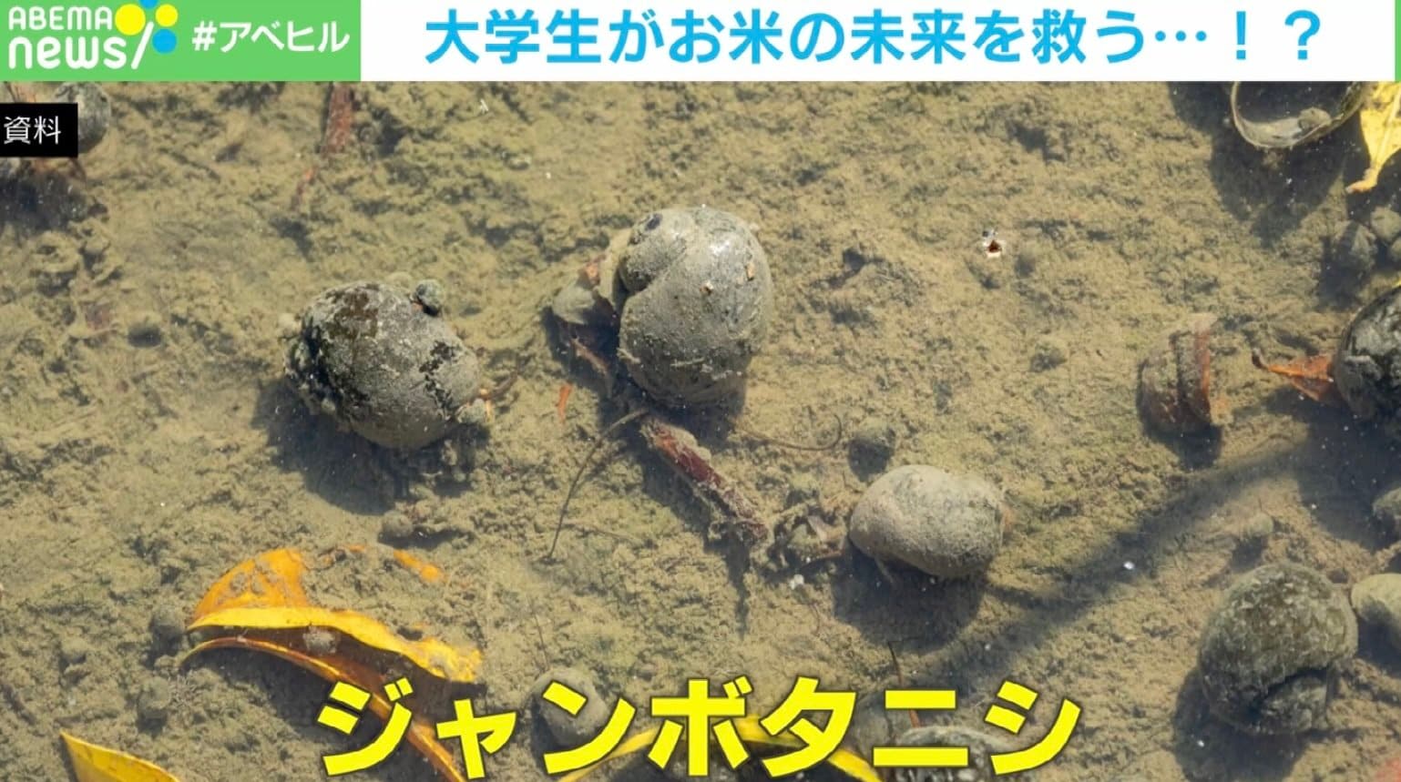 【写真・画像】ジャンボタニシを一掃！ 「これは楽だね」農家太鼓判の「ジャンタニコイコイ」とは？ 1枚目 | 国内 | ABEMA TIMES | アベマタイムズ