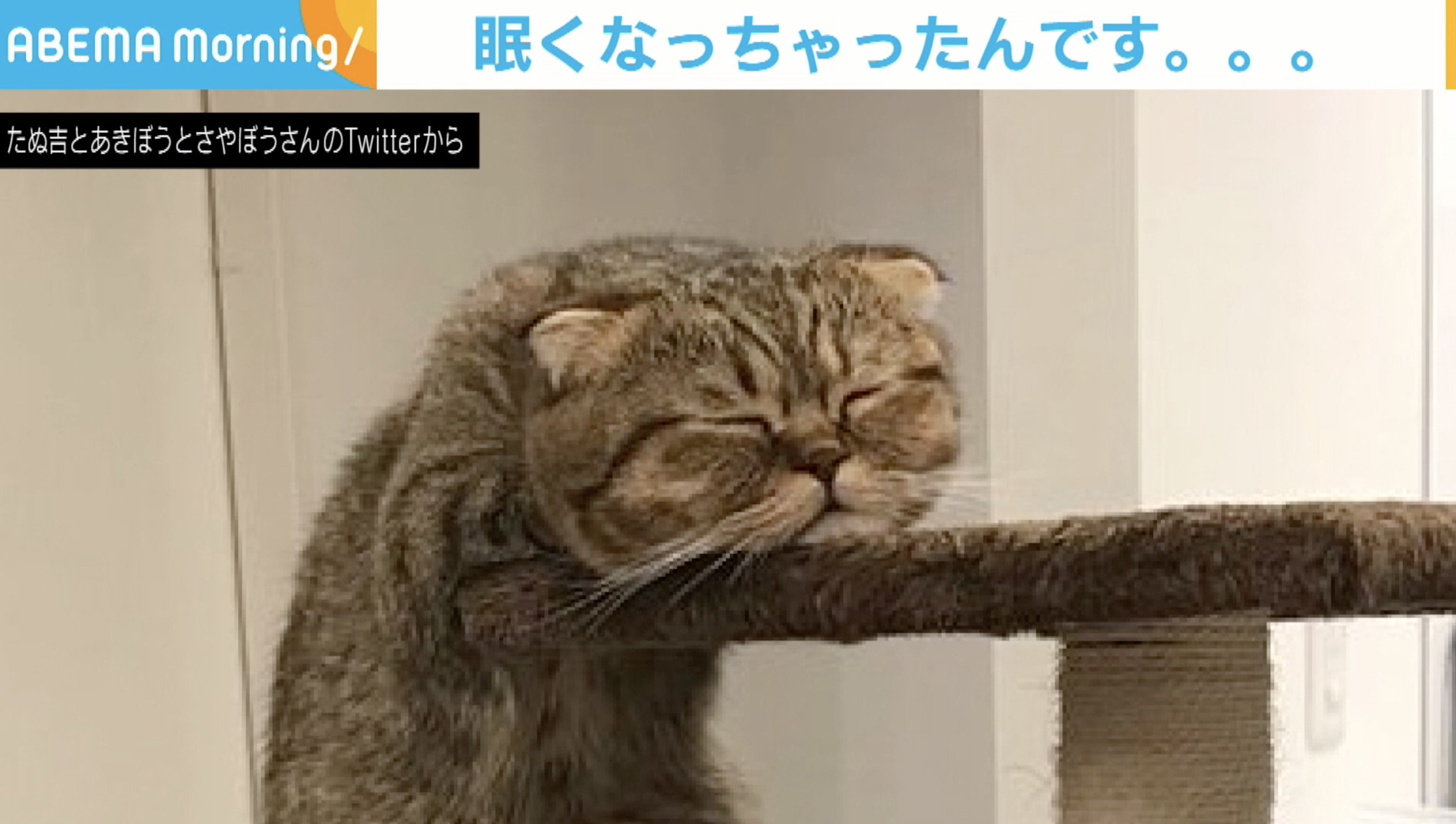 “奇抜な場所で立寝する猫” 顎をのせた先に「どこで寝てんねん！」とツッコミの声も癒される寝顔 | 話題 | ABEMA TIMES | アベマタイムズ