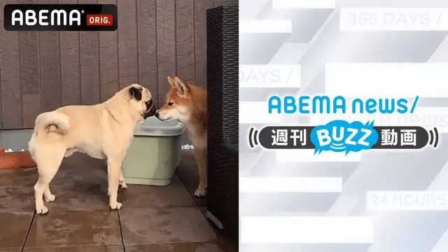 週刊BUZZ動画 | ABEMA TIMES | アベマタイムズ