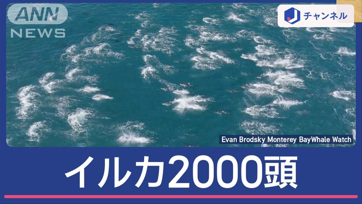 【写真・画像】イルカ“2000頭”大群に遭遇 撮影成功！ 1枚目 | 国際 | ABEMA TIMES | アベマタイムズ
