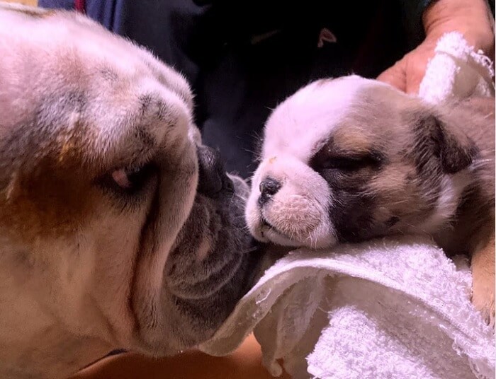 北斗晶、生後約1か月の子犬の旅立ちを報告「助けてあげられなくてごめんね」 | エンタメ総合 | ABEMA TIMES | アベマタイムズ