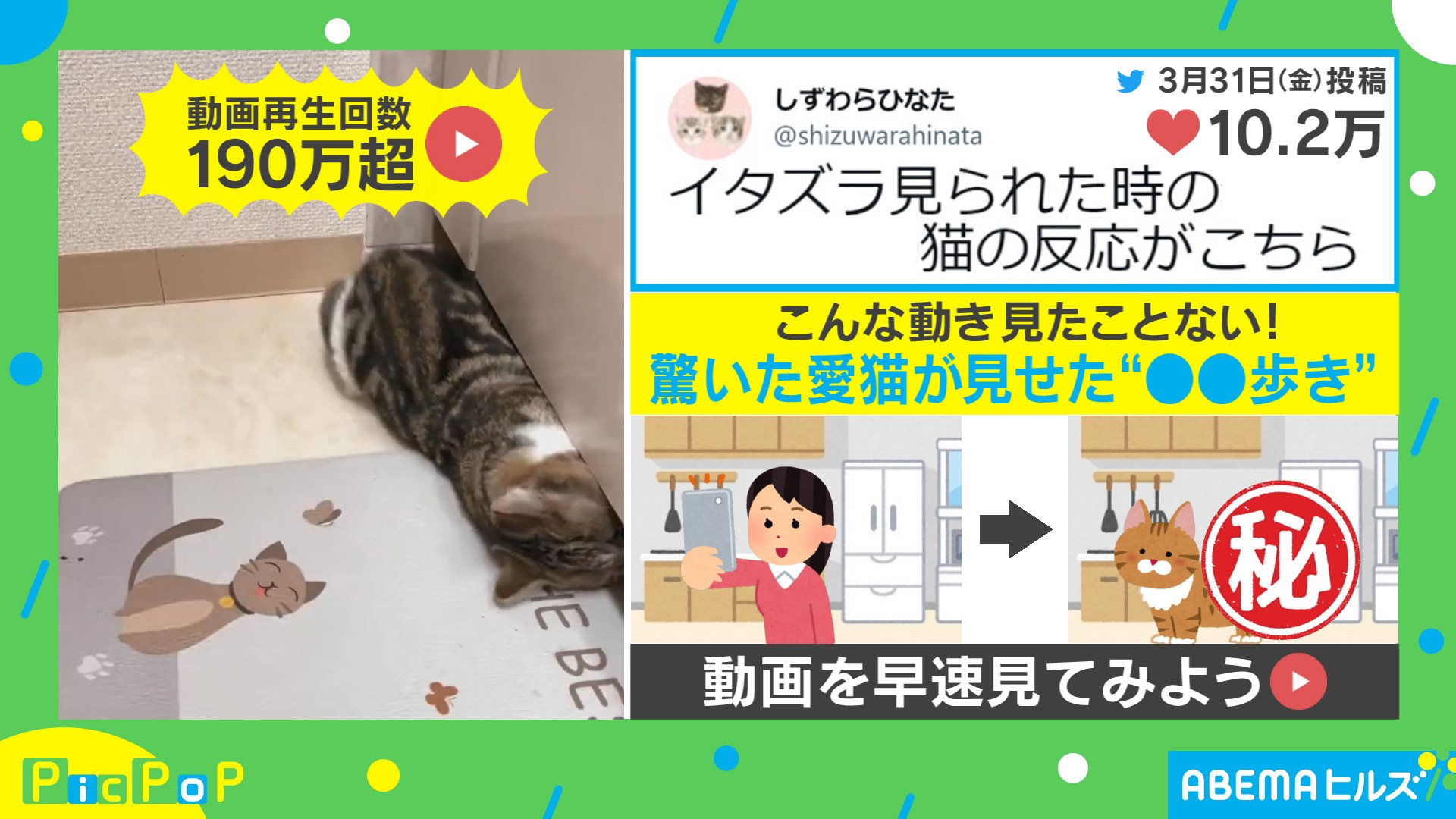イタズラを見られた猫の“予想外の反応”に「見事な欽ちゃん走り 」「永遠に見ていられます」称賛の声 話題 Abema Times