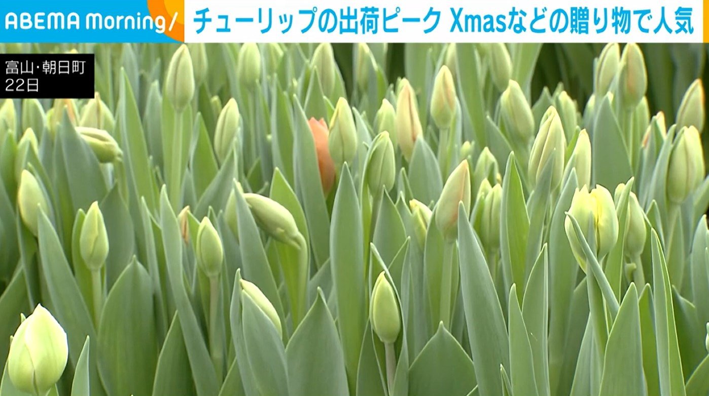 【写真・画像】チューリップの出荷ピーク クリスマスなどの贈り物で人気 富山・朝日町 1枚目 | 国内 | ABEMA TIMES | アベマタイムズ