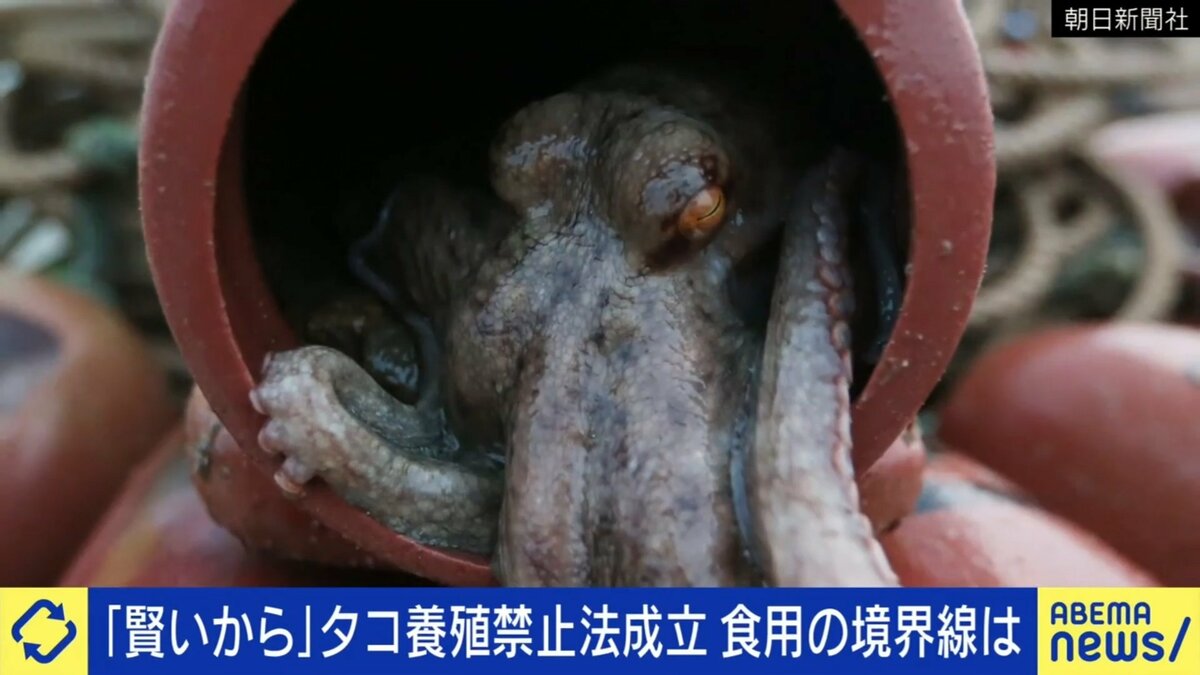 アメリカで法案成立 賢いタコは“養殖NG”に 動物らしく生きる「アニマルウェルフェア」と人間の食はどう向き合うべきか | 国際 | ABEMA TIMES | アベマタイムズ