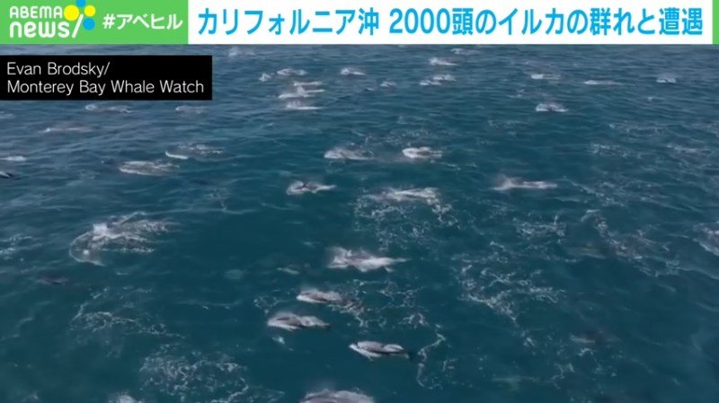 【写真・画像】12頭のイルカを発見…先には2000頭以上の群れが！ カリフォルニア沖に出現 1枚目 | 国際 | ABEMA TIMES | アベマタイムズ