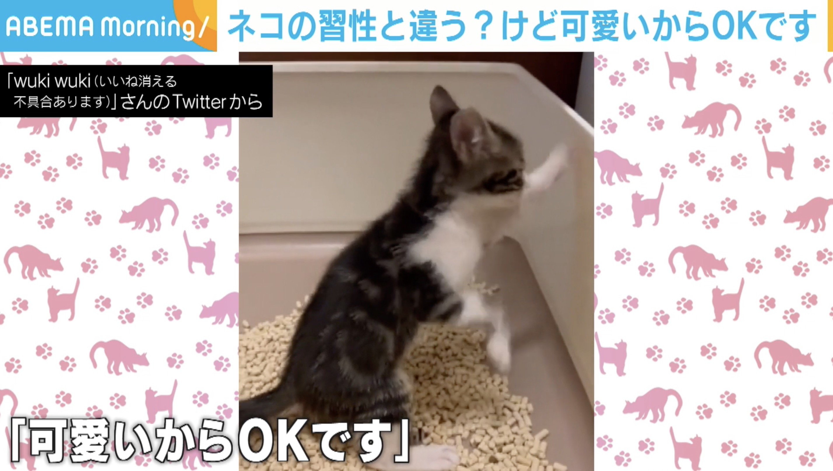 「隠したいけど隠せない」 用を足した後“砂かけ”できない子猫の独特ムーブに注目！ でも可愛いからOK？ | 話題 | ABEMA TIMES | アベマタイムズ