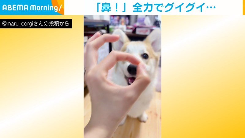 【写真・画像】OKサインの“輪”に全力で飛び込んでいく犬 面白すぎる“笑撃の結末”に反響 1枚目 | 話題 | ABEMA TIMES | アベマタイムズ