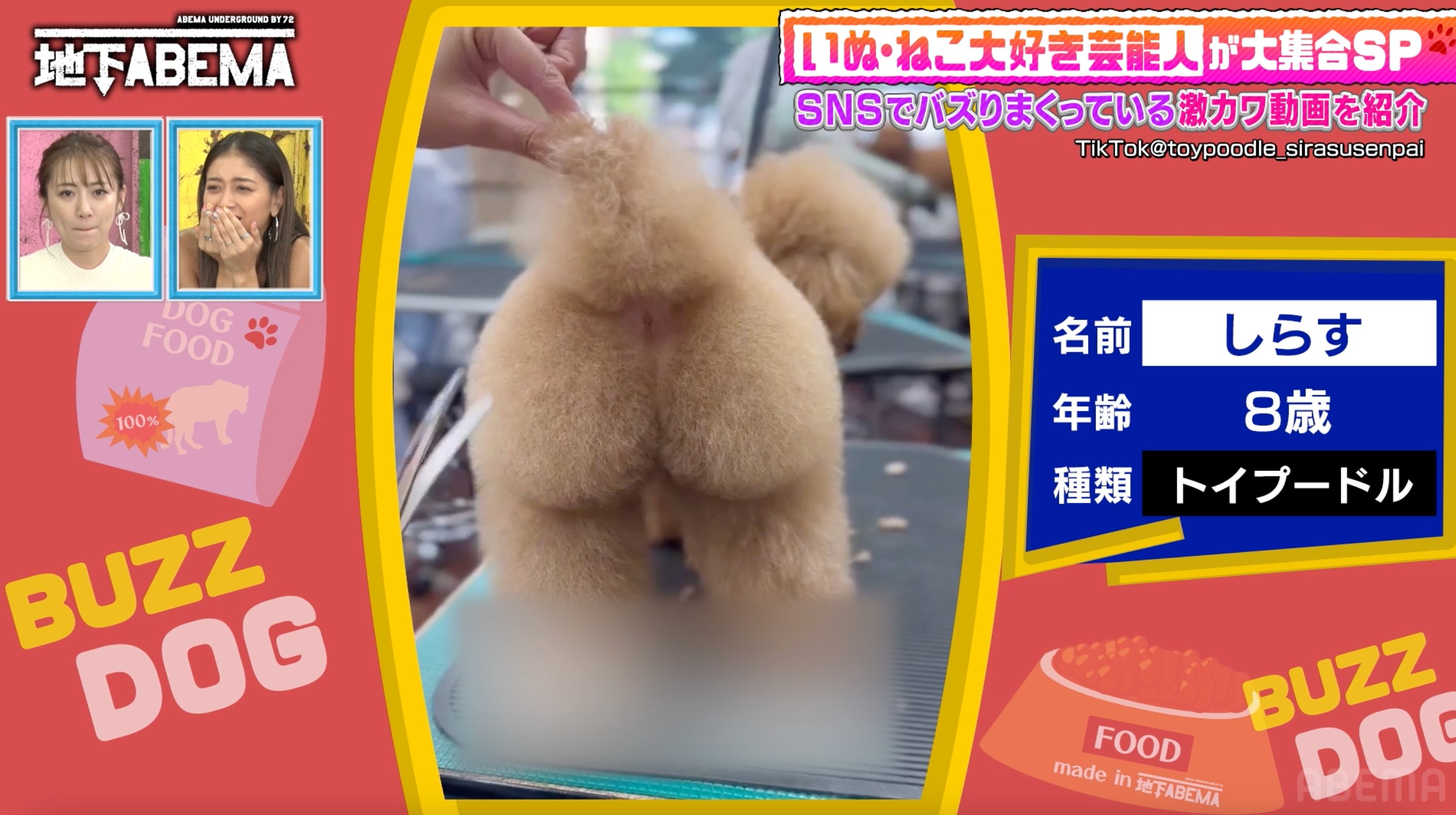 【写真・画像】プリップリの桃のようなお尻…トイプードルに後ろ姿に悶絶「美尻だ」「可愛い〜」 1枚目 | バラエティ | ABEMA TIMES | アベマタイムズ