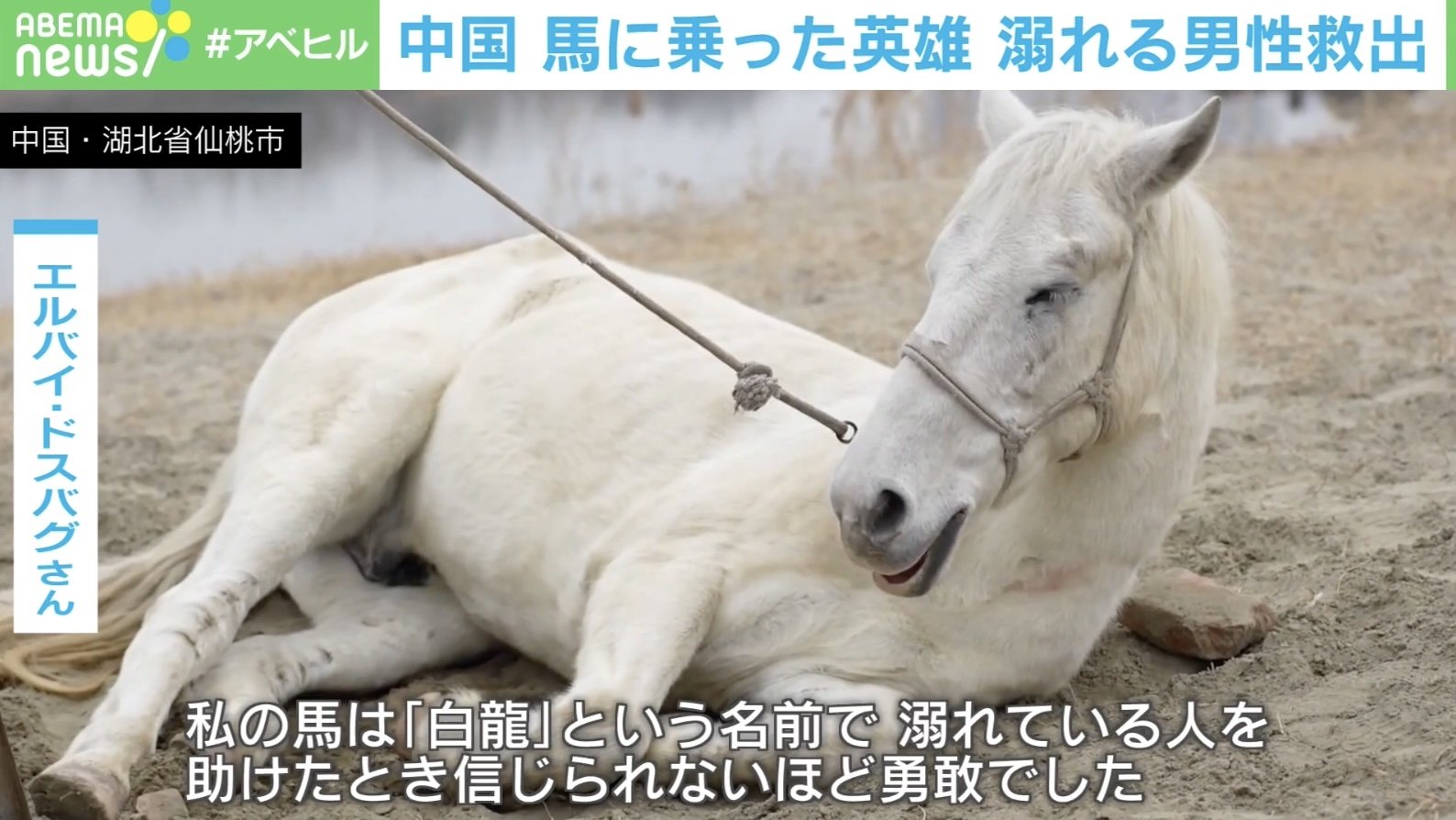 【写真・画像】「まっすぐ前に突進した」溺れている人を主とともに救助した馬 勇敢な行動がSNSで話題に 中国・湖北省 1枚目 | 国際 | ABEMA TIMES | アベマタイムズ