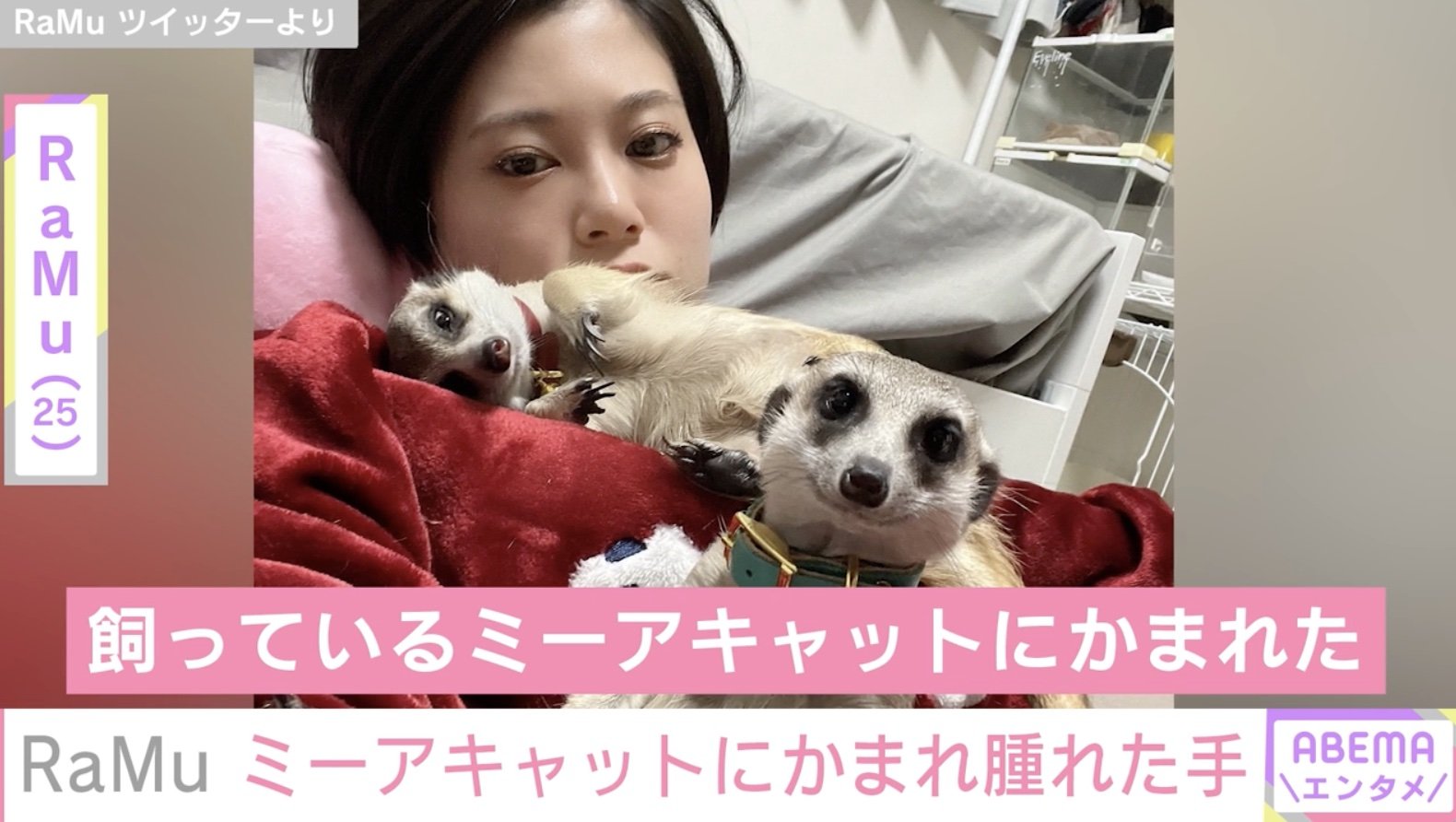 RaMu、ミーアキャットに指をかまれ手が腫れる「右手クリームパン」 | エンタメ総合 | ABEMA TIMES | アベマタイムズ