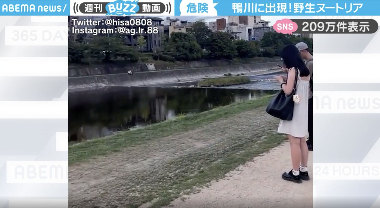 超危険！駆除対象の“特定外来生物”が突然出現 人間の指を噛みちぎる力を持つ野性の「ヌートリア」が話題に | 話題 | ABEMA TIMES | アベマタイムズ