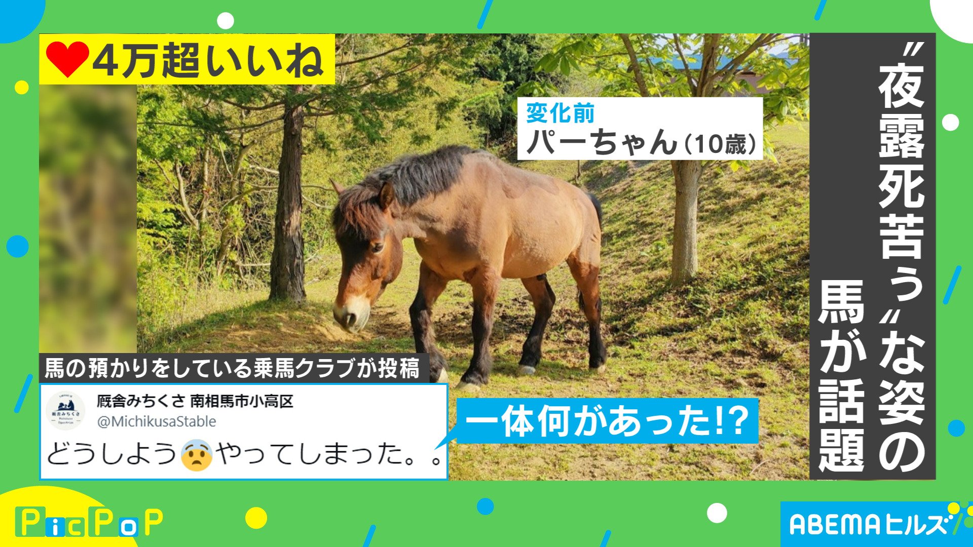 「どうしよう、やってしまった」 一体、何があった？馬の前髪の毛先だけ揃えたつもりが大変なことになった | 話題 | ABEMA TIMES | アベマタイムズ