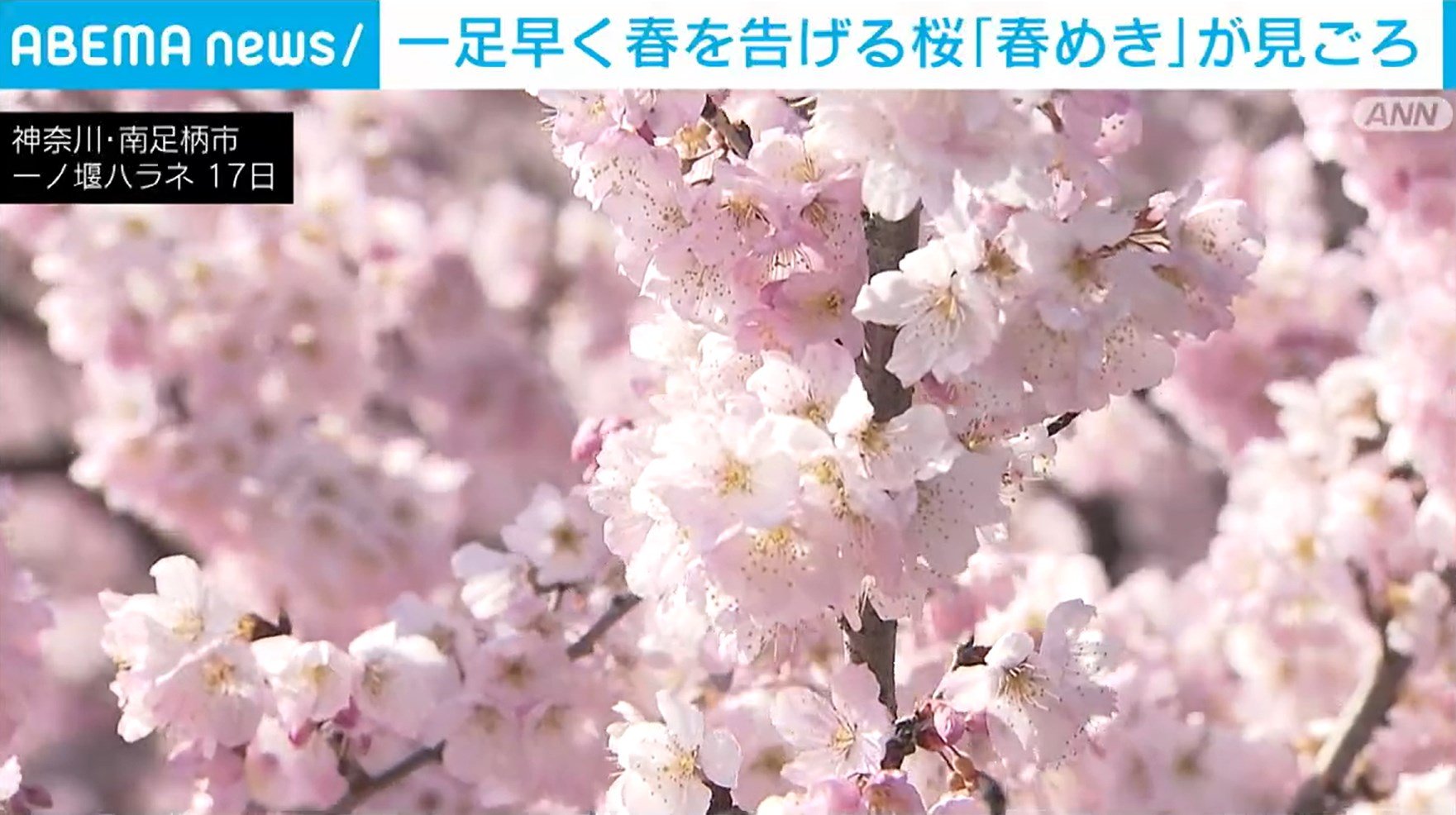 一足早く春を告げる桜「春めき」が見ごろ 神奈川・南足柄市 | 国内 | ABEMA TIMES | アベマタイムズ